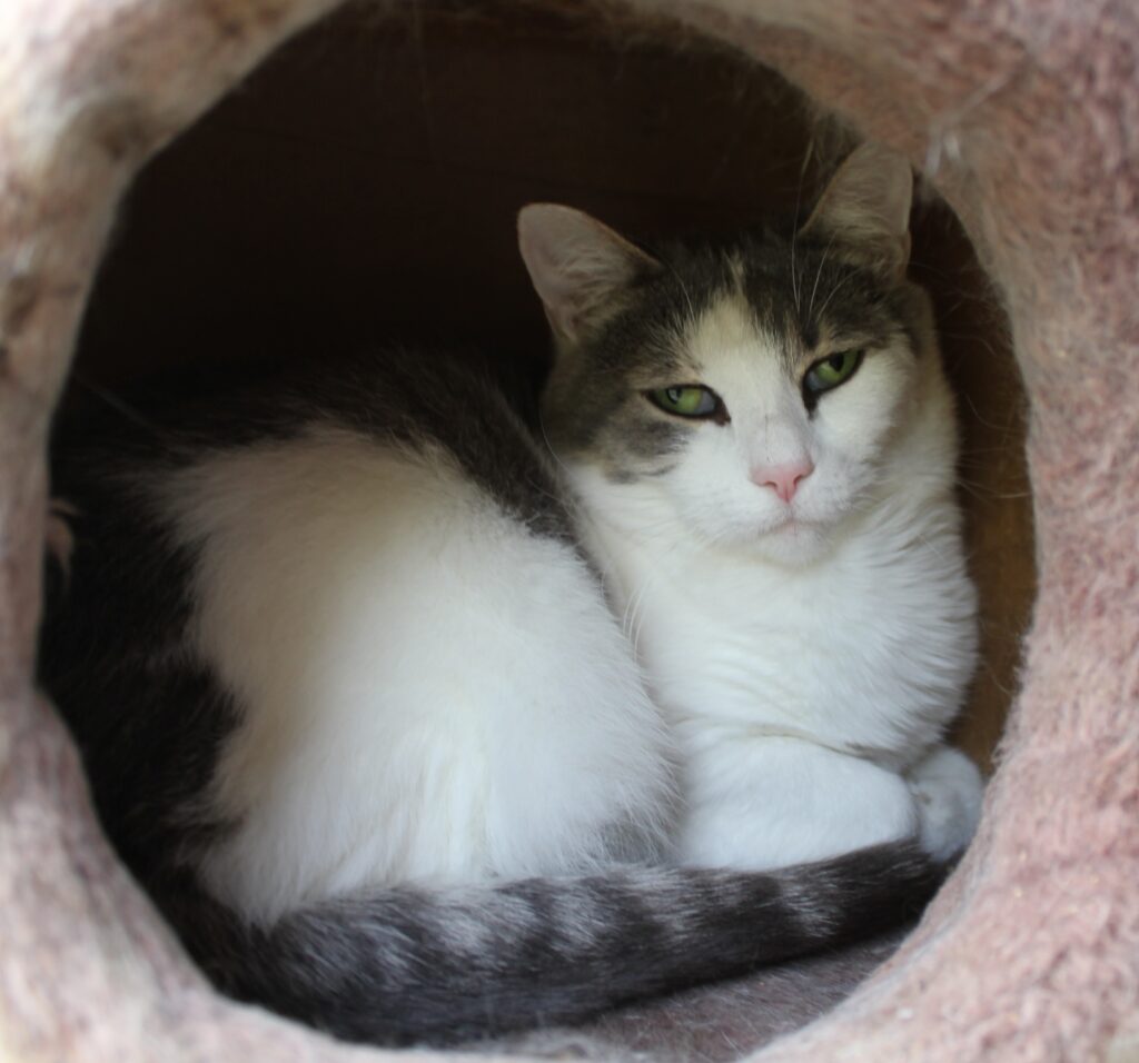 Our New Facility – Priest River Animal Rescue